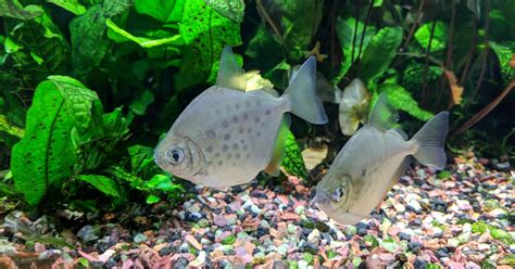 Microsorum Pteropus 11 Tipů Pro Chov Charakteristika Hobbio Cz