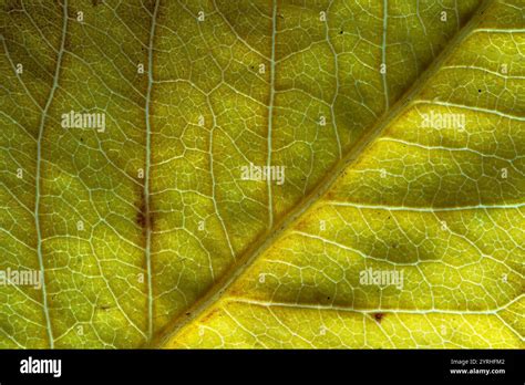 Detailed View Of A Deciduous Leaf Undergoing Pigment Transformation