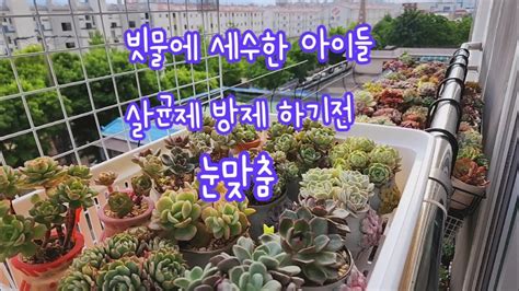 빗물에 세수한 아이들 살균제 방제 하기전 눈맞춤 해요 걸이대다육이 베란다다육 다육이 다육이키우기 Youtube