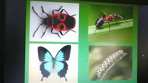 Ознакомление с окружающим миром Насекомые Youtube