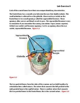 A P I Lab Exercise Axial Skeleton Student Version By Human Biology Resources