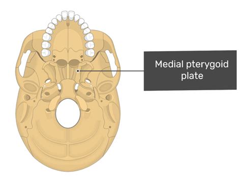 Sphenoid Bone Anatomy Parts And Labeled Diagram Getbodysmart