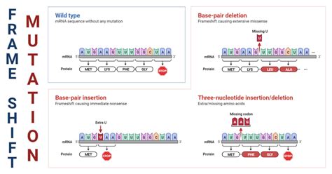 Genetic Inheritance And Mutations Explained Zeclinics Cro