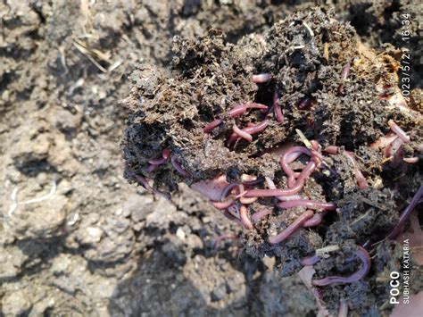 Granules Vermicompost Packet 5 Kg At ₹ 500kg In Ghaziabad Id