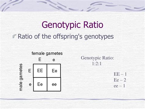 Genotypic Ratio Definition Calculation And 3 Examples