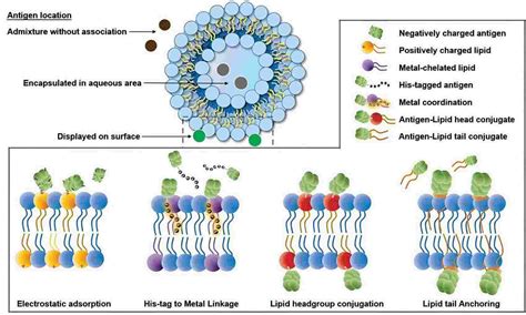 Liposome Based Vaccine Delivery System Development Cd Formulation