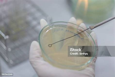 박테리아 배양또는 실험실연구에서 박테리아 연구를 식별하기 위한 줄무늬 판 Stem 주제에 대한 스톡 사진 및 기타 이미지 Stem 주제 개발 건강 진단 Istock