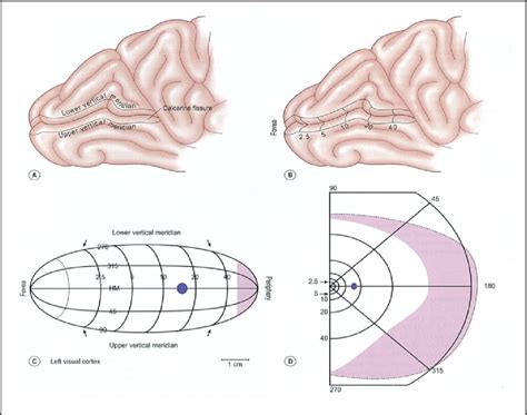 Figure 2 From Visual Acuity Prediction Based On Transient Sweep Visual Evoked Potentials And The