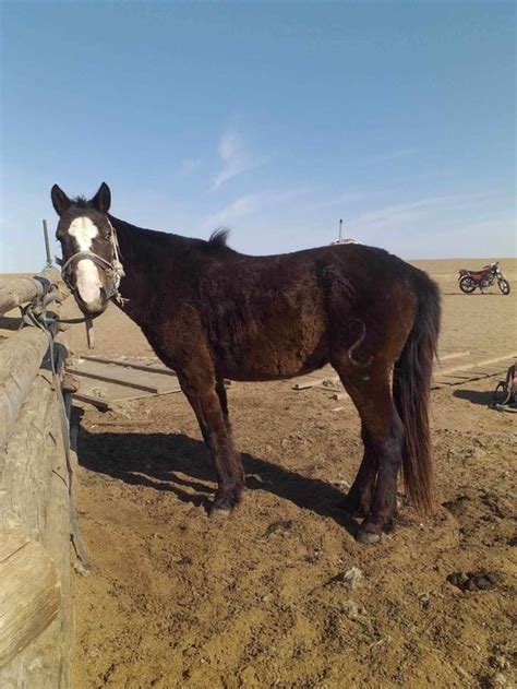 Халзан морь хайж байна