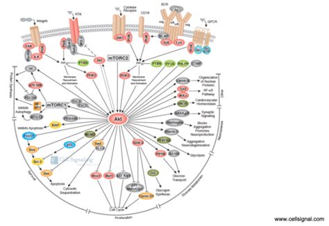 Cell Signalling Flashcards Quizlet