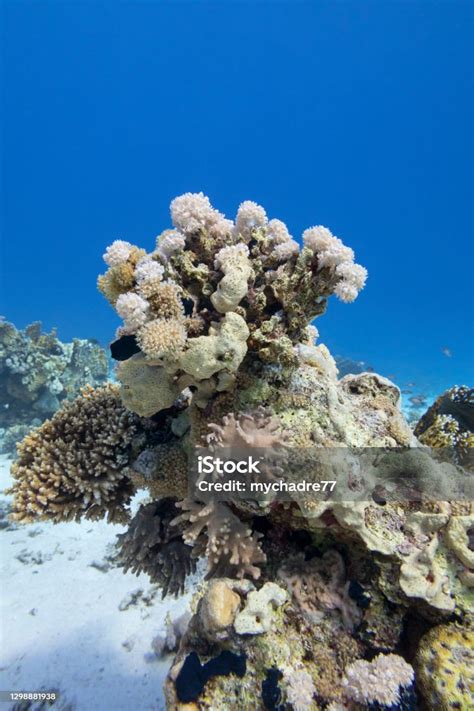 열대 바다의 바닥에 다채로운 산호초 부드러운 산호와 바다 스폰지 수중 풍경 0명에 대한 스톡 사진 및 기타 이미지 0명 경산호 기포 Istock