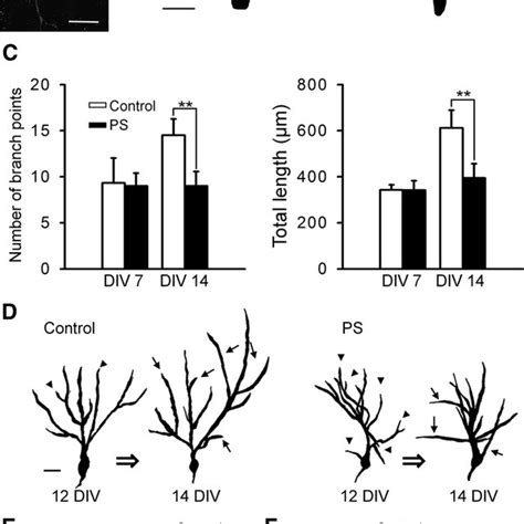 Ps Inhibits Dendritic Maturation In Vitro A A Representative Image Of Download Scientific