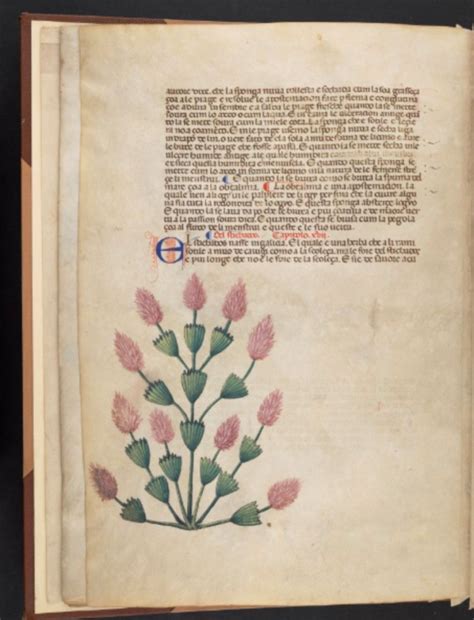 The History Of The Medieval Herbal In Chapters A Brief History Of The