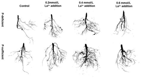 Lanthanum Significantly Contributes To The Growth Of The Fine Roots