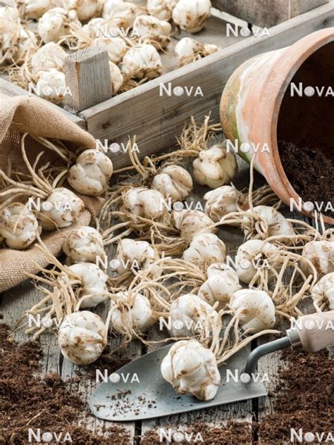 N1921331 Lilium Bulbs