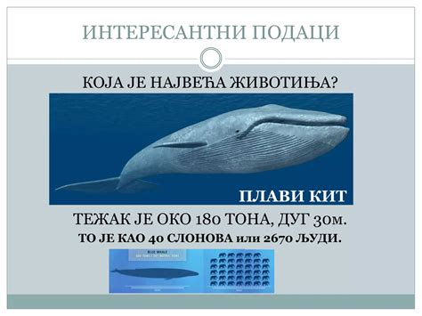 Животиње Pptx