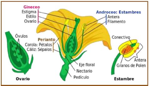 Flores Unisexuales Ejemplos Citas Romanticas Para Adultos En Estados