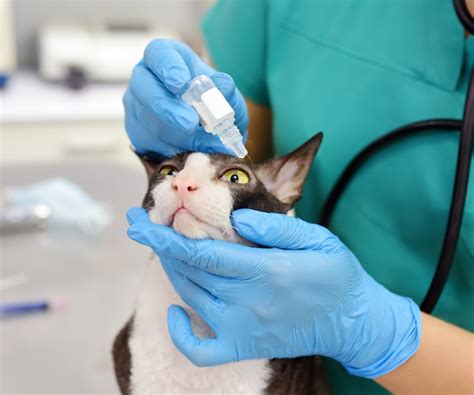 Conjunctivitis In Cats Symptoms Causes Treatment And Home Remedies