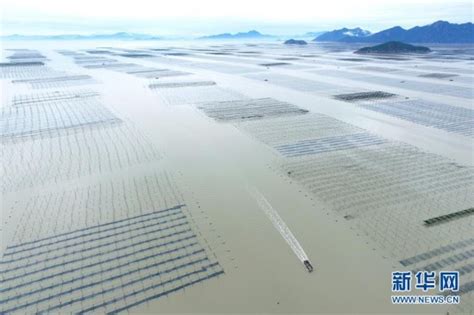 福建霞浦海上农场紫菜丰收 中国扶贫在线 国家扶贫门户