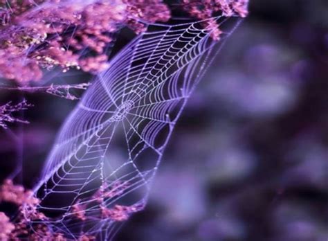 Pinned From Pin It For Iphone Spider Web Purple Wallpaper Spider