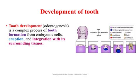 Development Of Dental Tissuesppt