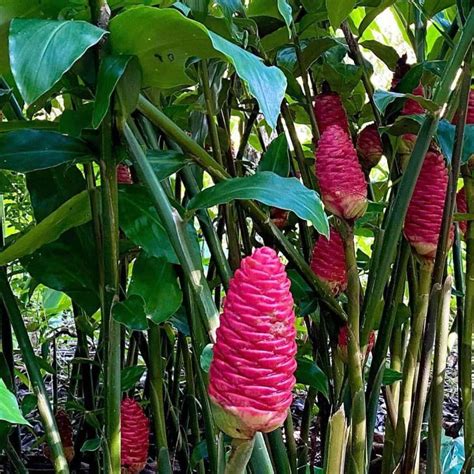 Shampoo Ginger Lily Care How To Grow Zingiber Zerumbet