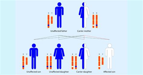 Mendelian Inheritance Medical Exam Prep