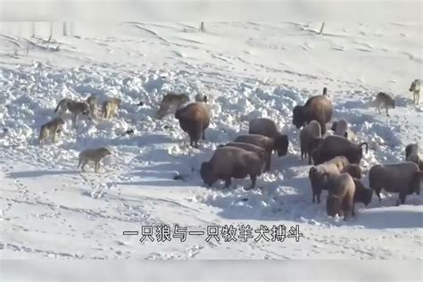 狼在袭击羊群时，为什么看到牧羊犬就跑？莫非它们打不过牧羊犬？