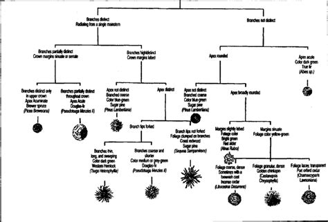 3 Partial Key To Identification Of Tree Species In Southern Oregon And Download Scientific