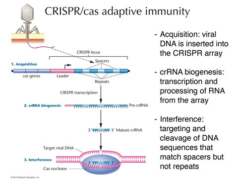 Genetics Lec36 11 22 21 Acquisition Viral Dna Is Inserted Into The