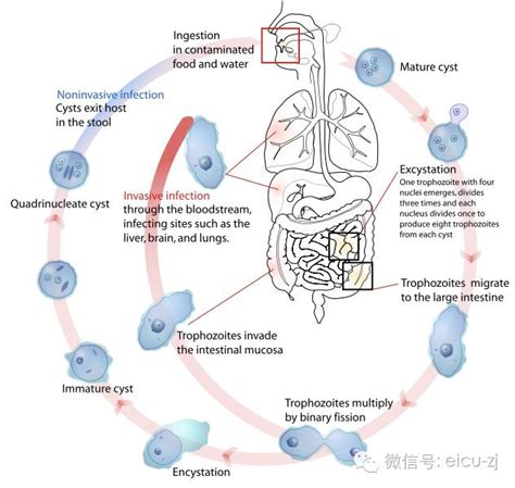警惕！“吃脑虫”入侵十几天后病逝，感染病例无一存活