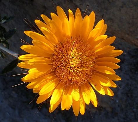 Berkheya Barbata Picturethis