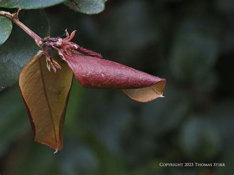 1140941oocjpeg1200 Small Sensor Photography By Thomas Stirr