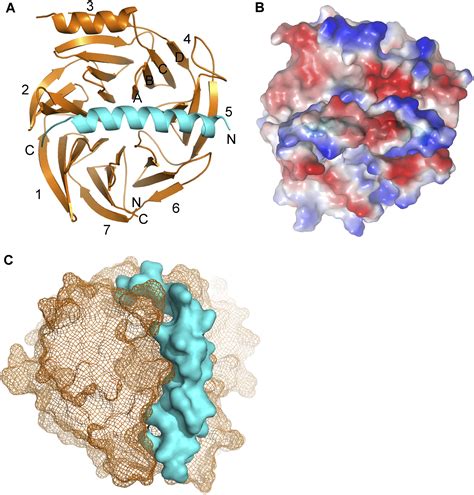 Structural Basis Of Ezh2 Recognition By Eed Structure