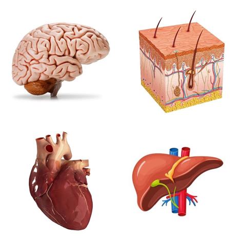 Human Body Largest Internal Organ At Andre Thompson Blog