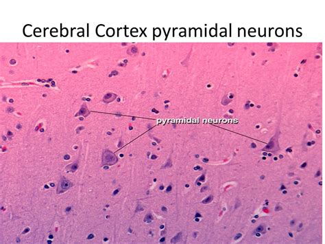 cerebrum pyramidal cells histology