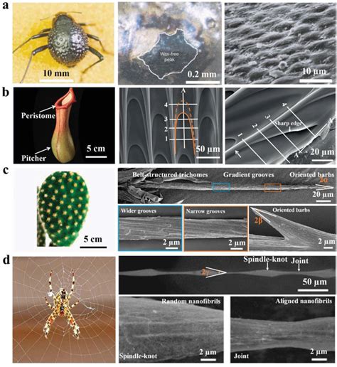 Photographs And Microstructures Of Organisms With Gradient Surfaces A