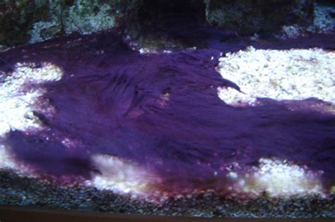Red Algae Getting Rid Of Red Algae In The Aquarium Hubpages