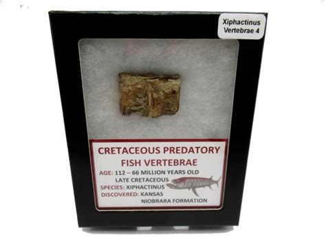Xiphactinus Fish Vertebrae 4 Fossils For Sale