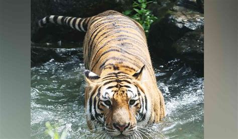 Panic Ensues As Tiger Sighted Within Mps Jagran University Premises