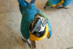How To Read Parrot Body Language Paco Parrot S Blog