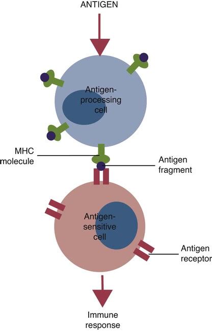 4 05 Carbohydrates Glycoproteins And Glycolipids Biomed Foundation