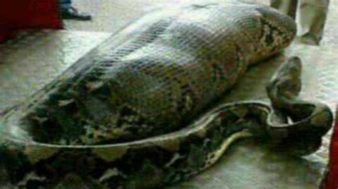 Indonesian Woman Swallowed By Giant Python OrissaPOST