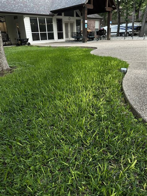 St Augustine Turning Light Greenyellow Rlawncare