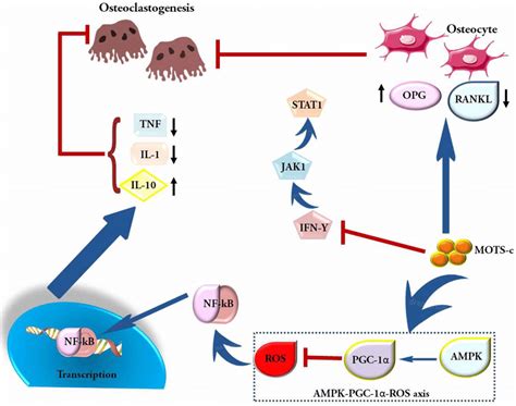 The Receptor Activator Of Nuclear Factor Kb Ligand Rankl Stimulates