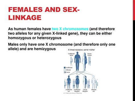 Ppt Sex Linkage Powerpoint Presentation Free Download Id2707835 Ppt Sex Linkage Powerpoint Presentation Free Download Id2707835