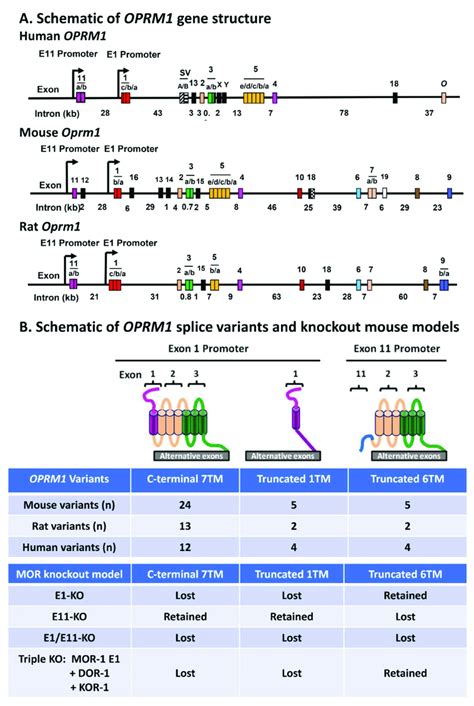 Schematic Of The Oprm1 Gene Structures Splice Variants And Related