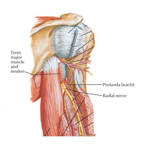 Radial Nerve