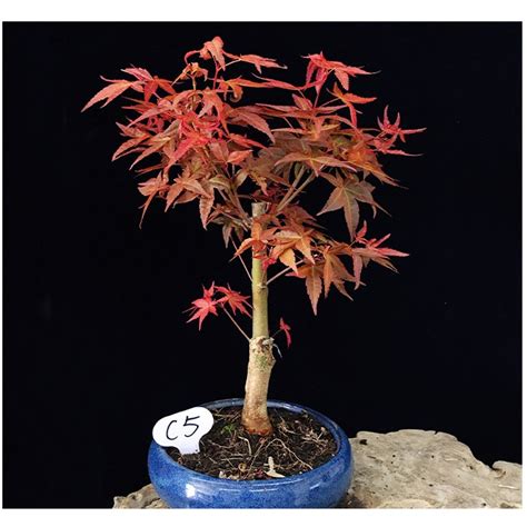 เลือกต้น เมเปิ้ลญี่ปุ่น Deshojo ทรงบอกไซ ลำต้นใหญ่ถึง 1 2 Cm สูงประมาณ 30 50 ซม Shopee Thailand