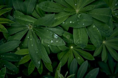 Texture Of Lupine Leaves In Raindrops Smartphone Background Stock